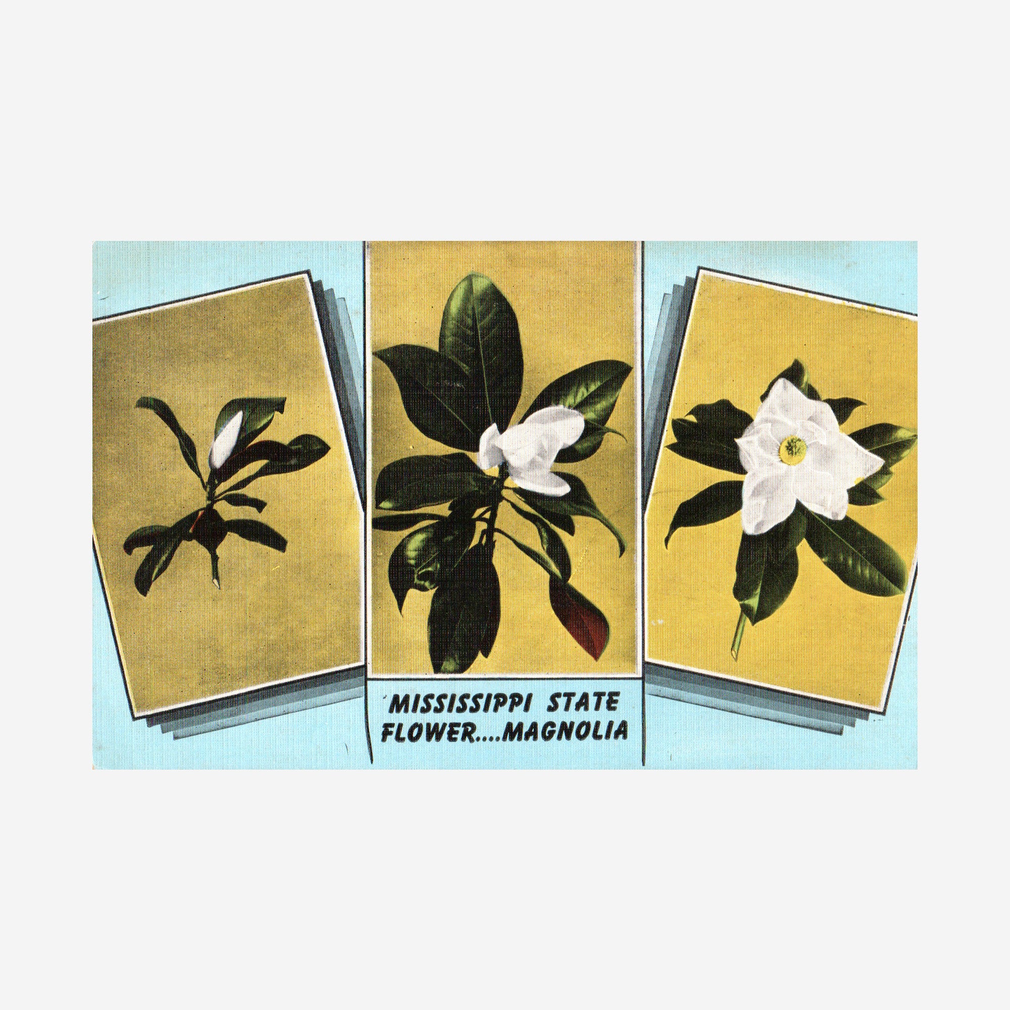 Mississippi State Flower
